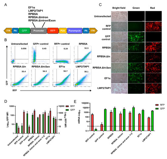Compact Bidirectional Promoters for Dual-Gene Expression in a Sleeping ...