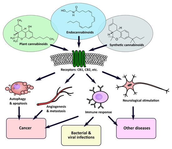 Cannabinoids in Medicine: Cancer, Immunity, and Microbial Diseases