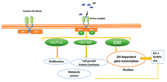 IJMS | Free Full-Text | GH/IGF-1 Abnormalities and Muscle Impairment ...