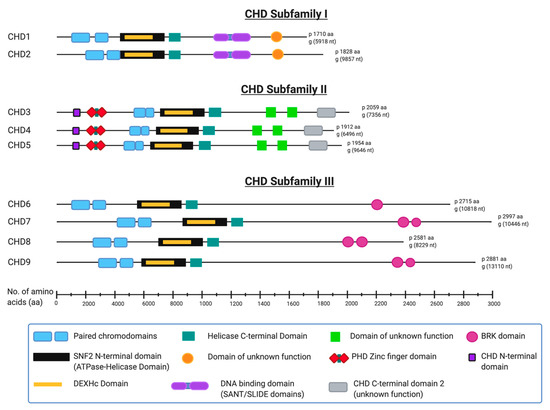 IJMS | Free Full-Text | CHD2-Related CNS Pathologies