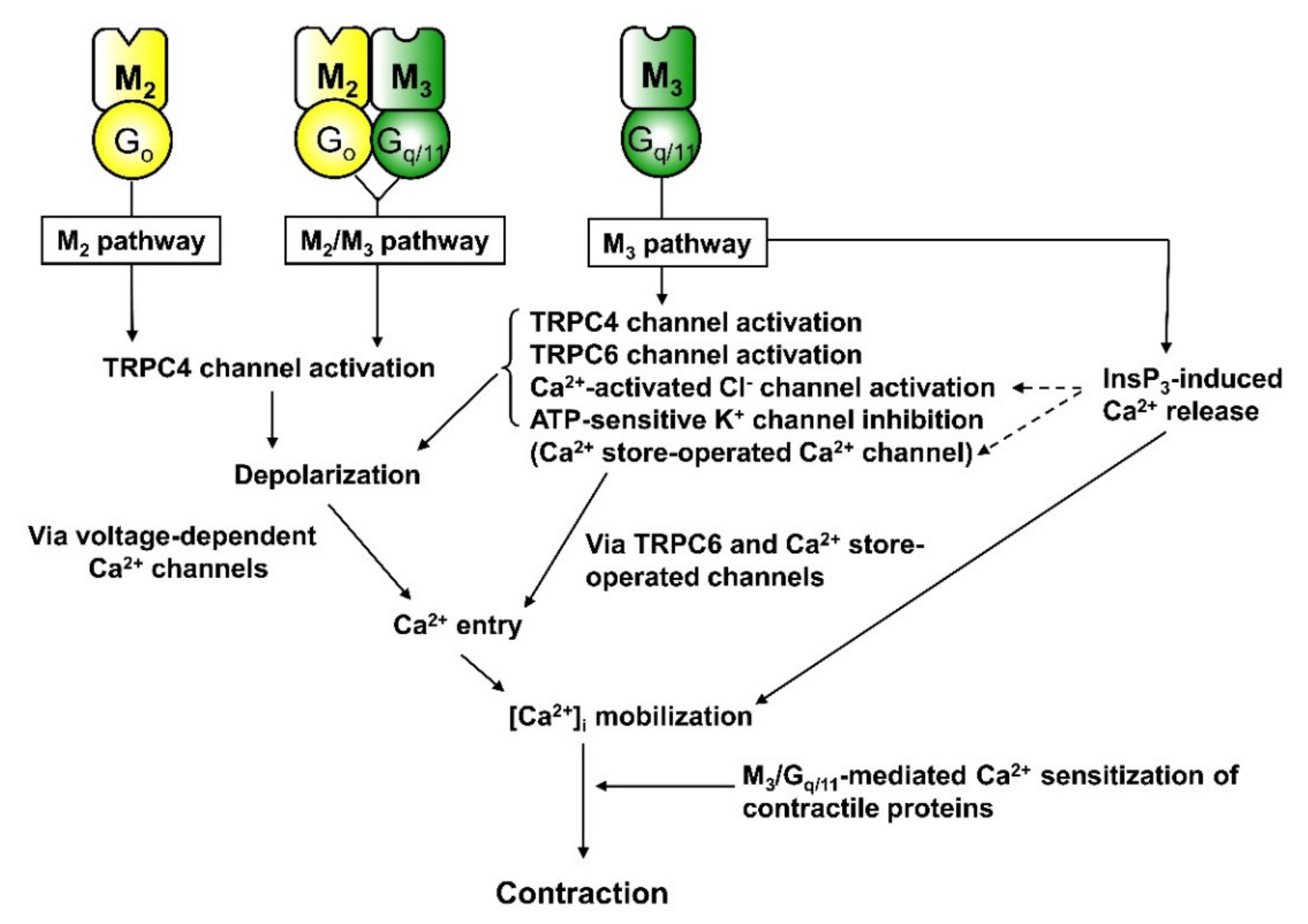 IJMS Free Full Text Functions Of Muscarinic Receptor Subtypes In IJMS Free Full Text Functions Of Muscarinic Receptor Subtypes In