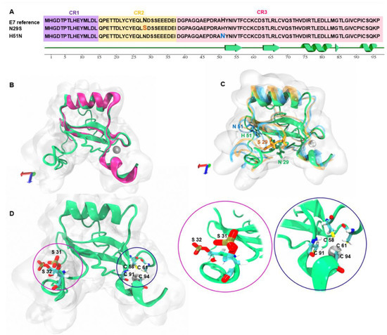 Modeling and Molecular Dynamics of the 3D Structure of the HPV16 E7 ...