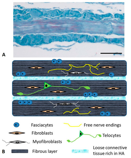 A Closer Look at the Cellular and Molecular Components of the Deep ...