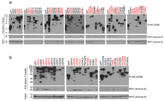 OTUD6A Is an Aurora Kinase A-Specific Deubiquitinase