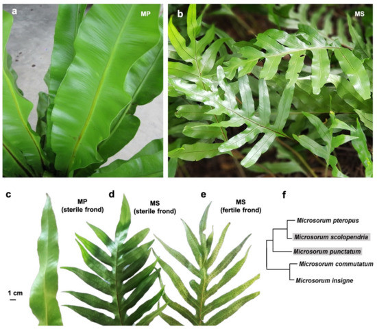 De Novo Transcriptome Assembly of Two Microsorum Fern Species ...