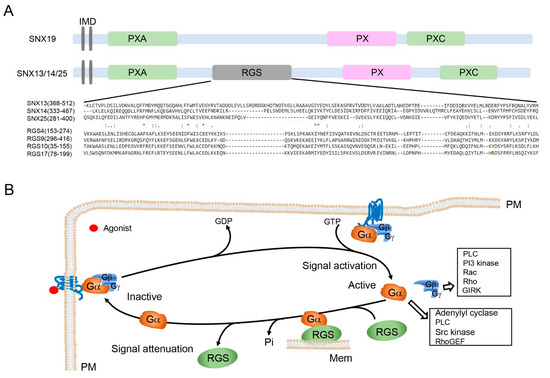 SNX-PXA-RGS-PXC Subfamily of SNXs in the Regulation of Receptor ...