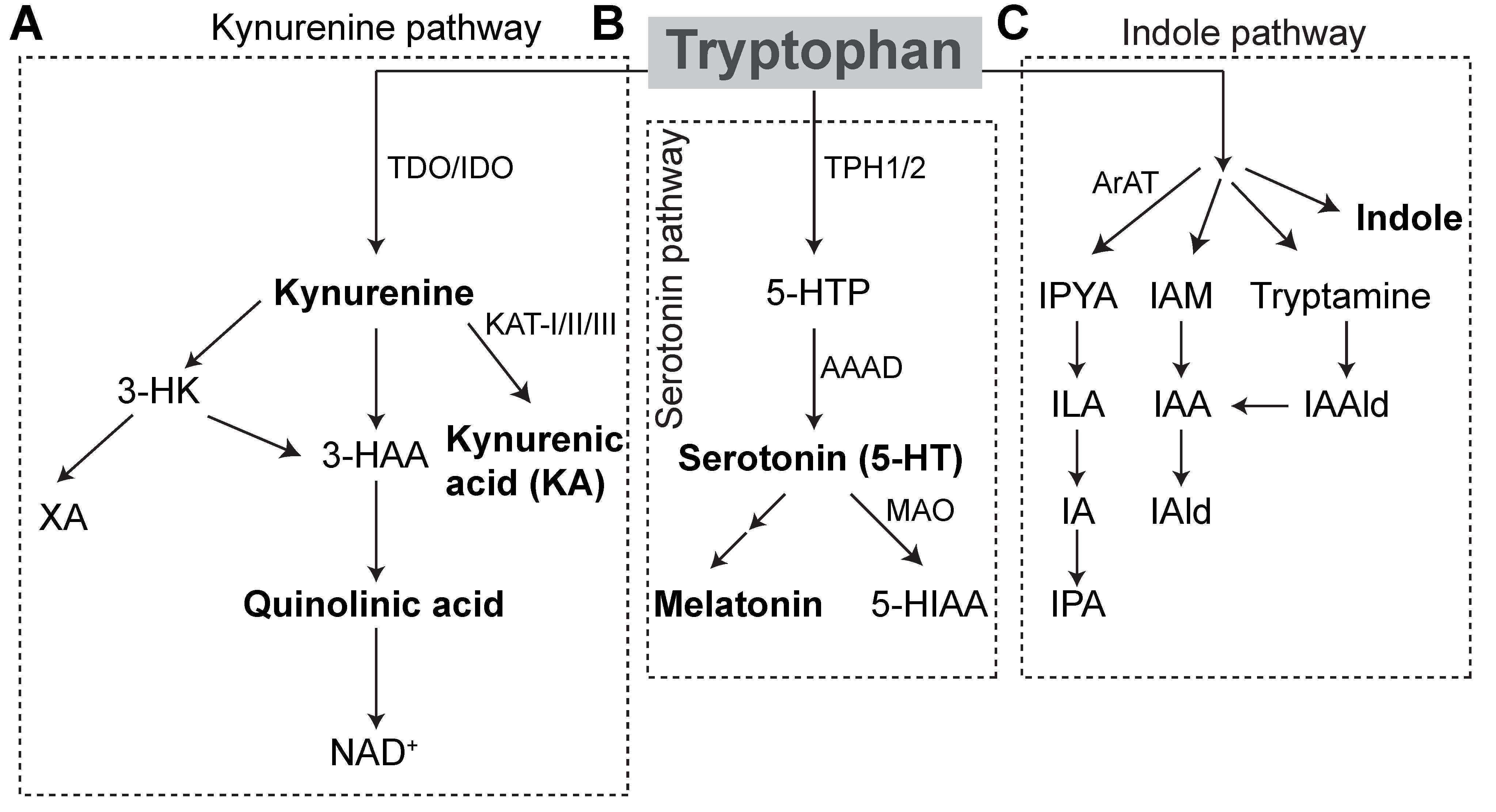Tryptophan Tryptophan