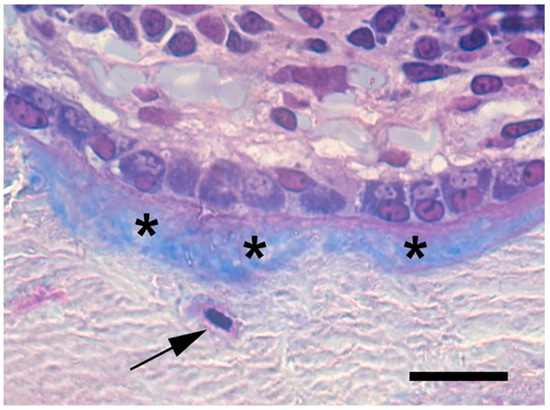 From Stem Cells to Bone-Forming Cells
