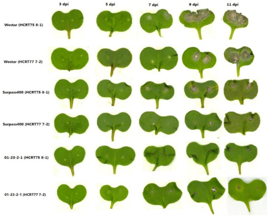 Hormonal Responses to Susceptible, Intermediate, and Resistant ...