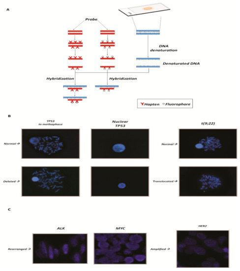 Copy Number Variation and Rearrangements Assessment in Cancer ...