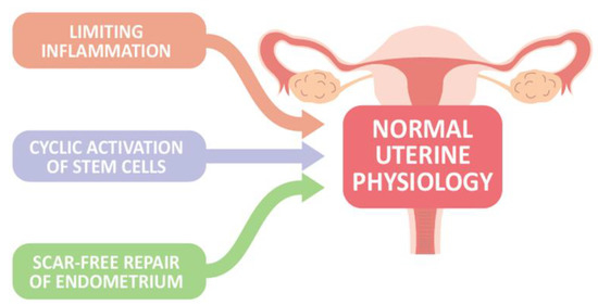 Focus on the Primary Prevention of Intrauterine Adhesions: Current ...