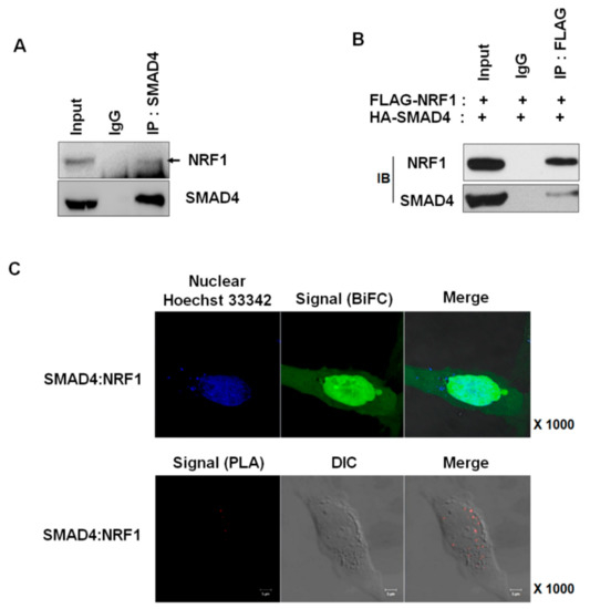 Nuclear Respiratory Factor-1, a Novel SMAD4 Binding Protein, Represses ...