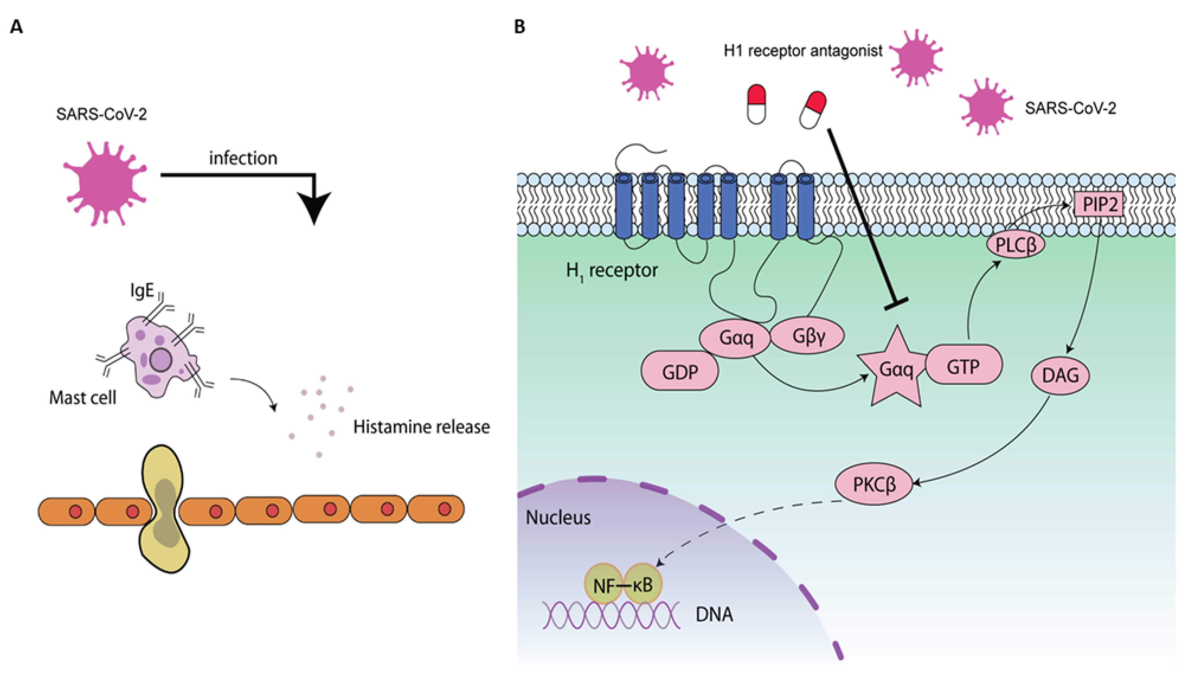 IJMS Free Full Text Could Histamine H1 Receptor Antagonists Be Used IJMS Free Full Text Could Histamine H1 Receptor Antagonists Be Used