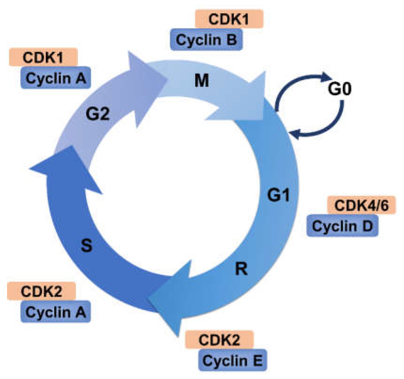 IJMS Free Full Text The Involvement Of Ubiquitination Machinery In IJMS Free Full Text The Involvement Of Ubiquitination Machinery In