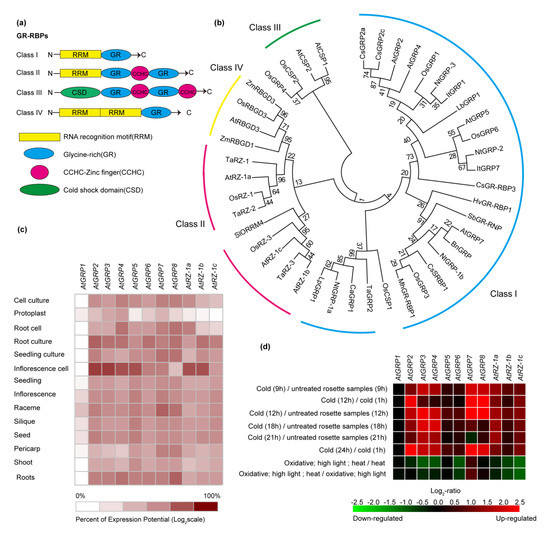 Roles of Plant Glycine-Rich RNA-Binding Proteins in Development and ...