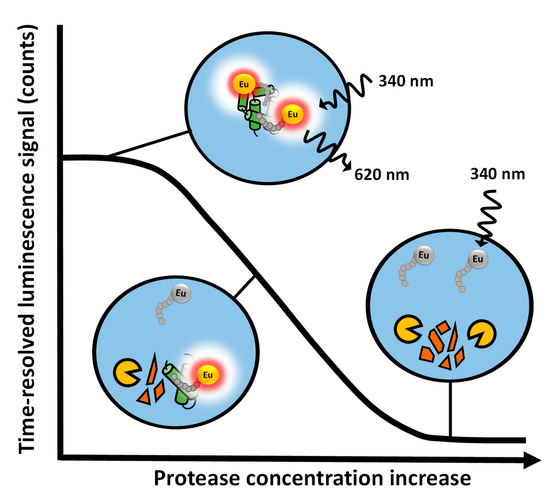 Protease Substrate-Independent Universal Assay for Monitoring Digestion ...