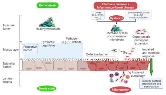 The Intestinal Microbiota: Impacts of Antibiotics Therapy, Colonization ...