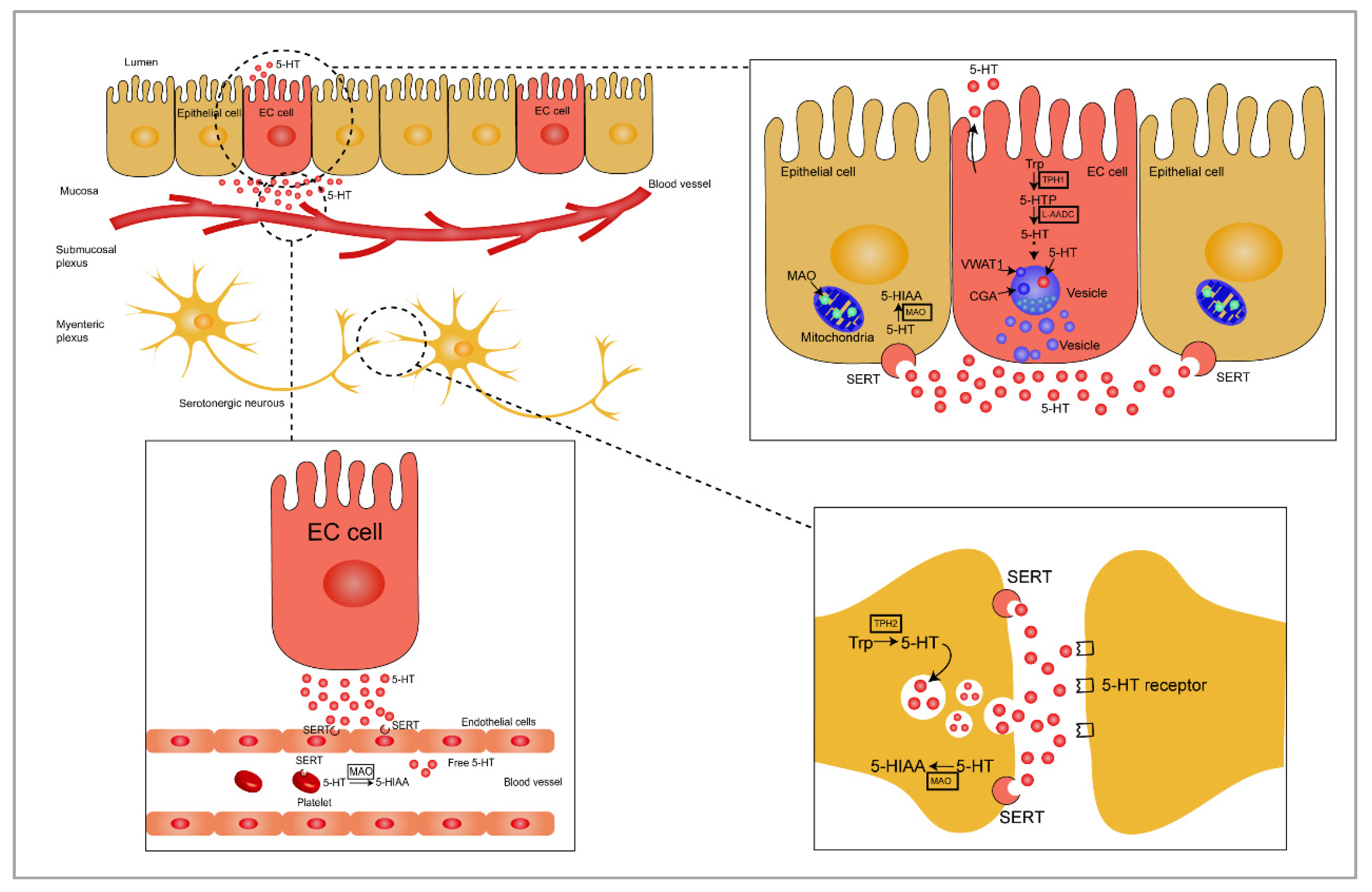 IJMS Free Full Text The Mechanism Of Secretion And Metabolism Of IJMS Free Full Text The Mechanism Of Secretion And Metabolism Of