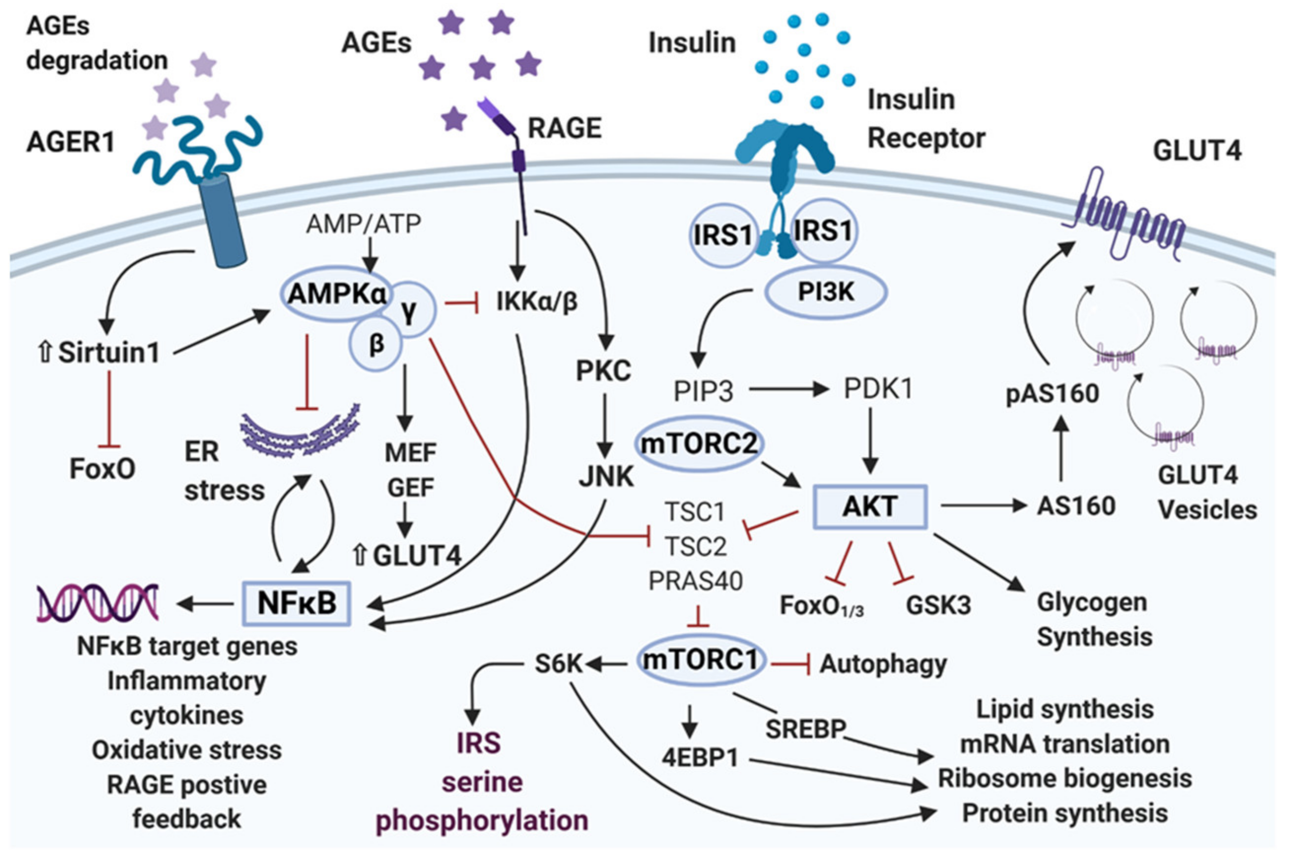 IJMS Free Full Text Insulin Signal Transduction Perturbations In IJMS Free Full Text Insulin Signal Transduction Perturbations In
