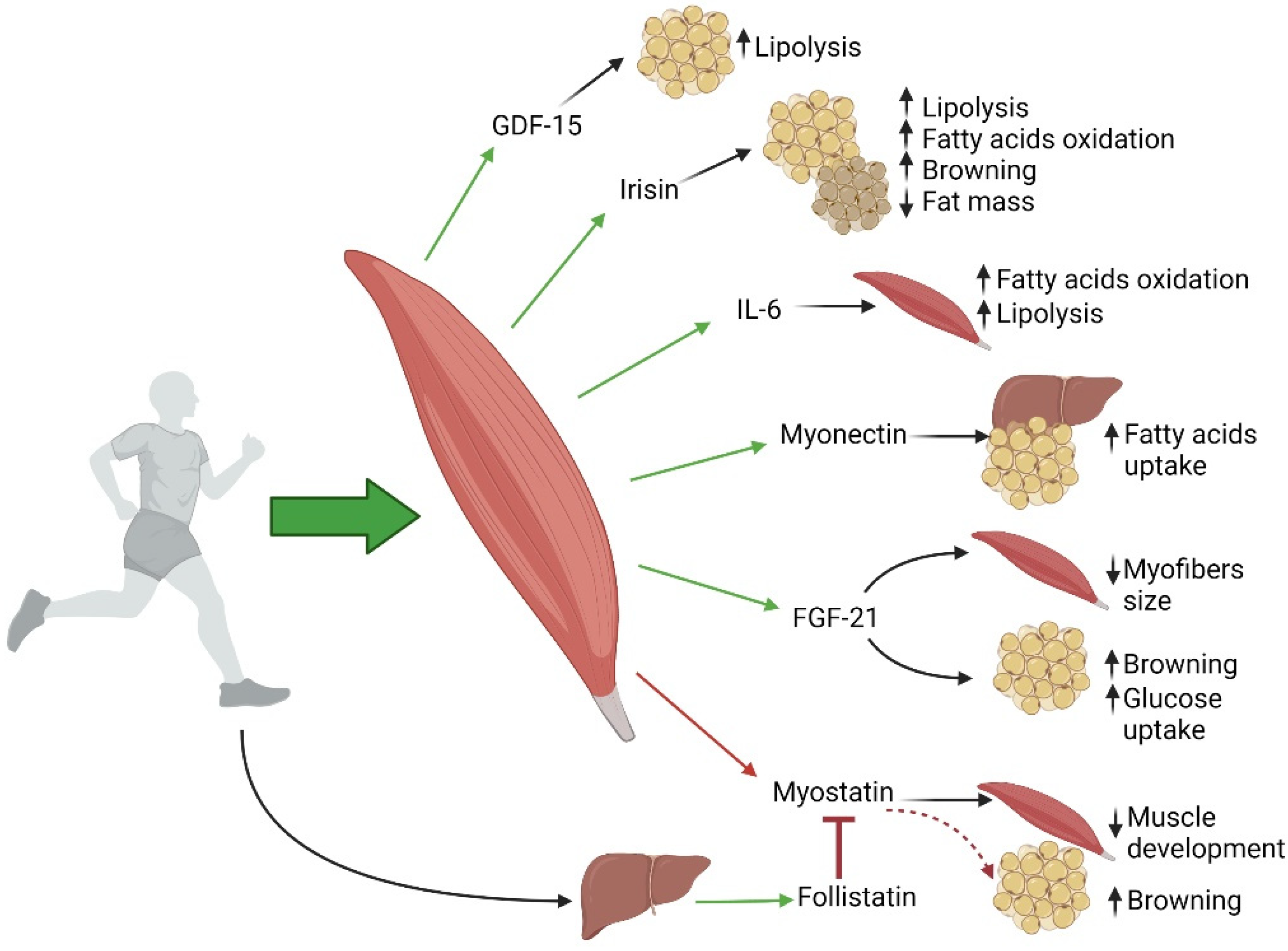 IJMS Free Full Text Exploring The Role Of Skeletal Muscle In IJMS Free Full Text Exploring The Role Of Skeletal Muscle In