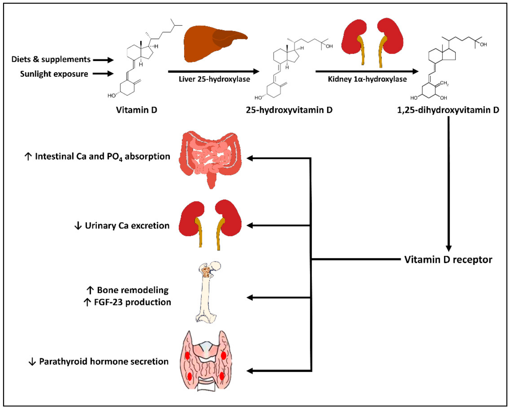 IJMS Free Full Text Vitamin D And Rheumatic Diseases A Review Of IJMS Free Full Text Vitamin D And Rheumatic Diseases A Review Of
