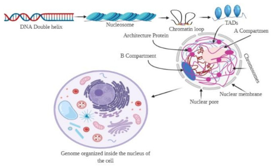 The 3D Genome: From Structure to Function