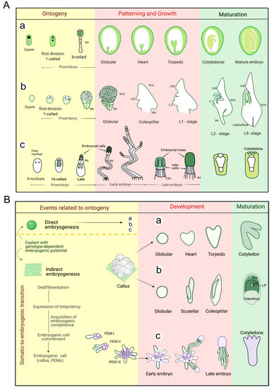 Current Proteomic and Metabolomic Knowledge of Zygotic and Somatic ...