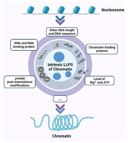 Control of Chromatin Organization and Chromosome Behavior during the ...