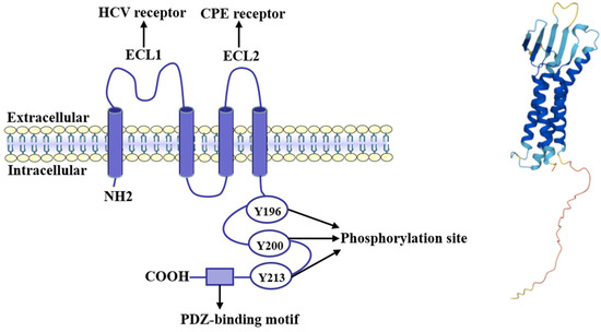 CLDN6: From Traditional Barrier Function to Emerging Roles in Cancers