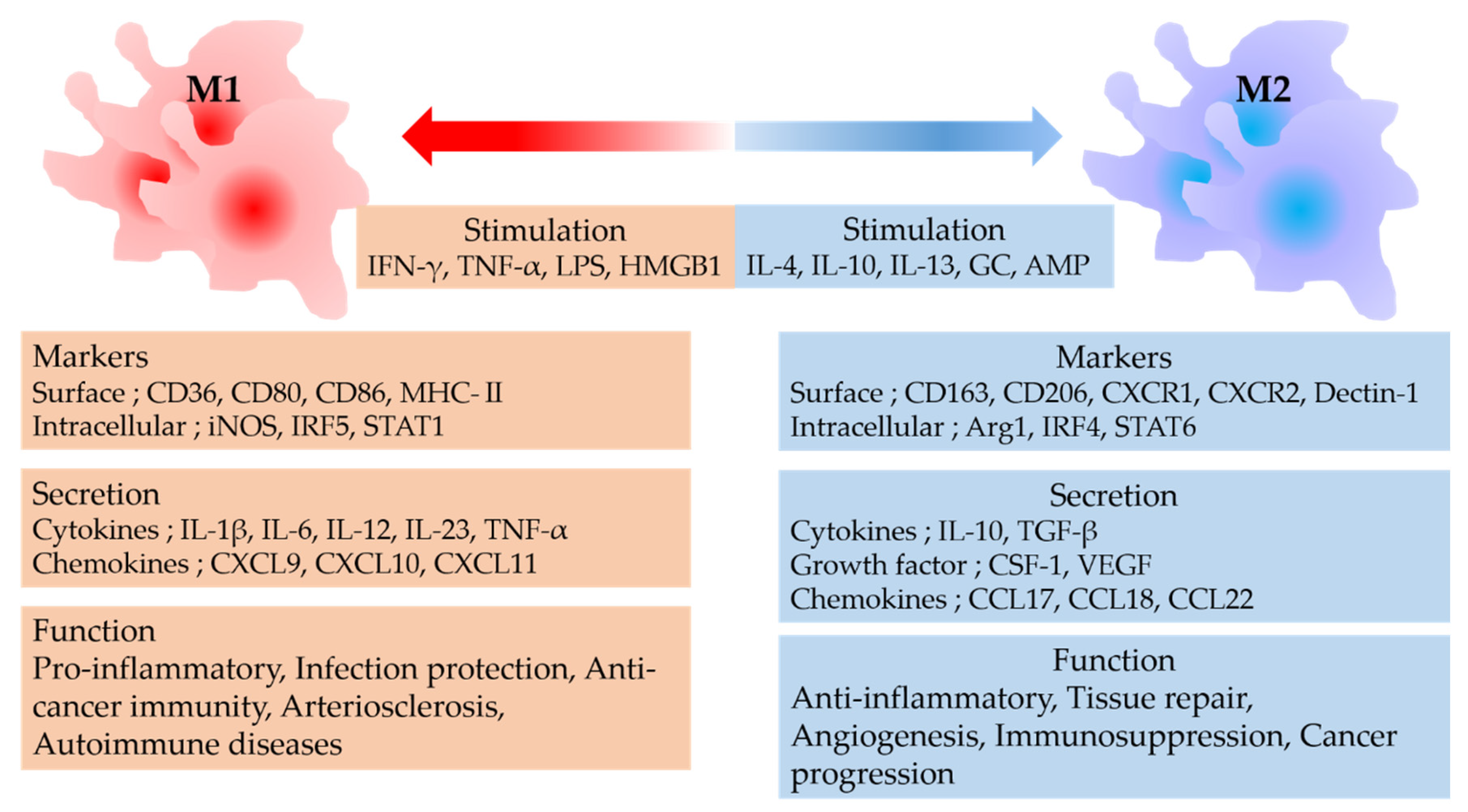 IJMS Free Full Text Macrophage Polarity And Disease Control IJMS Free Full Text Macrophage Polarity And Disease Control