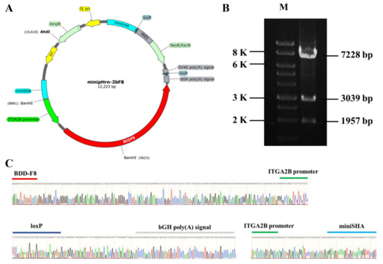 Ectopic Expression of FVIII in HPCs and MSCs Derived from hiPSCs with ...