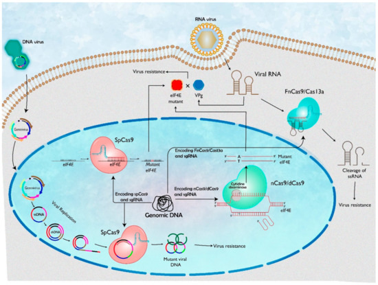CRISPR/Cas-Mediated Resistance against Viruses in Plants