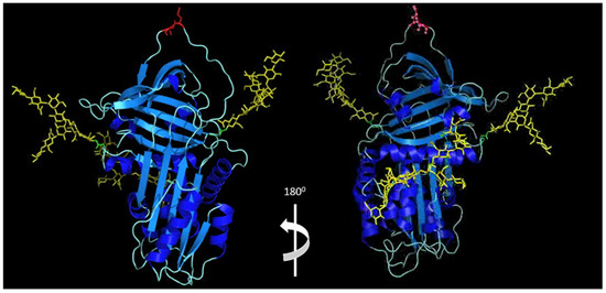 A Review of Alpha-1 Antitrypsin Binding Partners for Immune Regulation ...