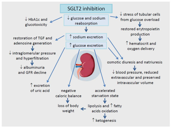 IJMS Free Full Text An Overview Of The Cardiorenal Protective IJMS Free Full Text An Overview Of The Cardiorenal Protective
