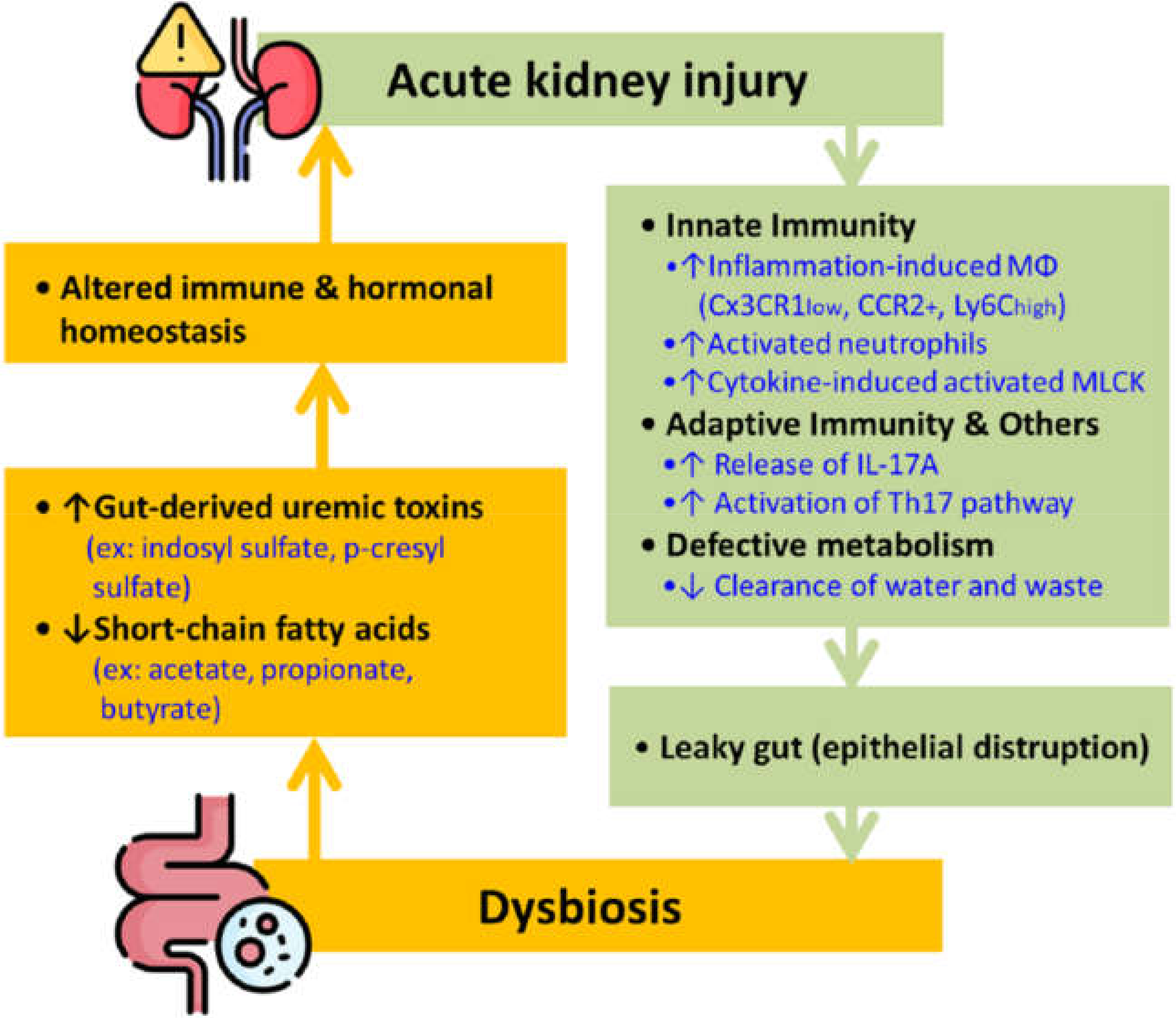 IJMS Free Full Text Acute Kidney Injury And Gut Dysbiosis A IJMS Free Full Text Acute Kidney Injury And Gut Dysbiosis A