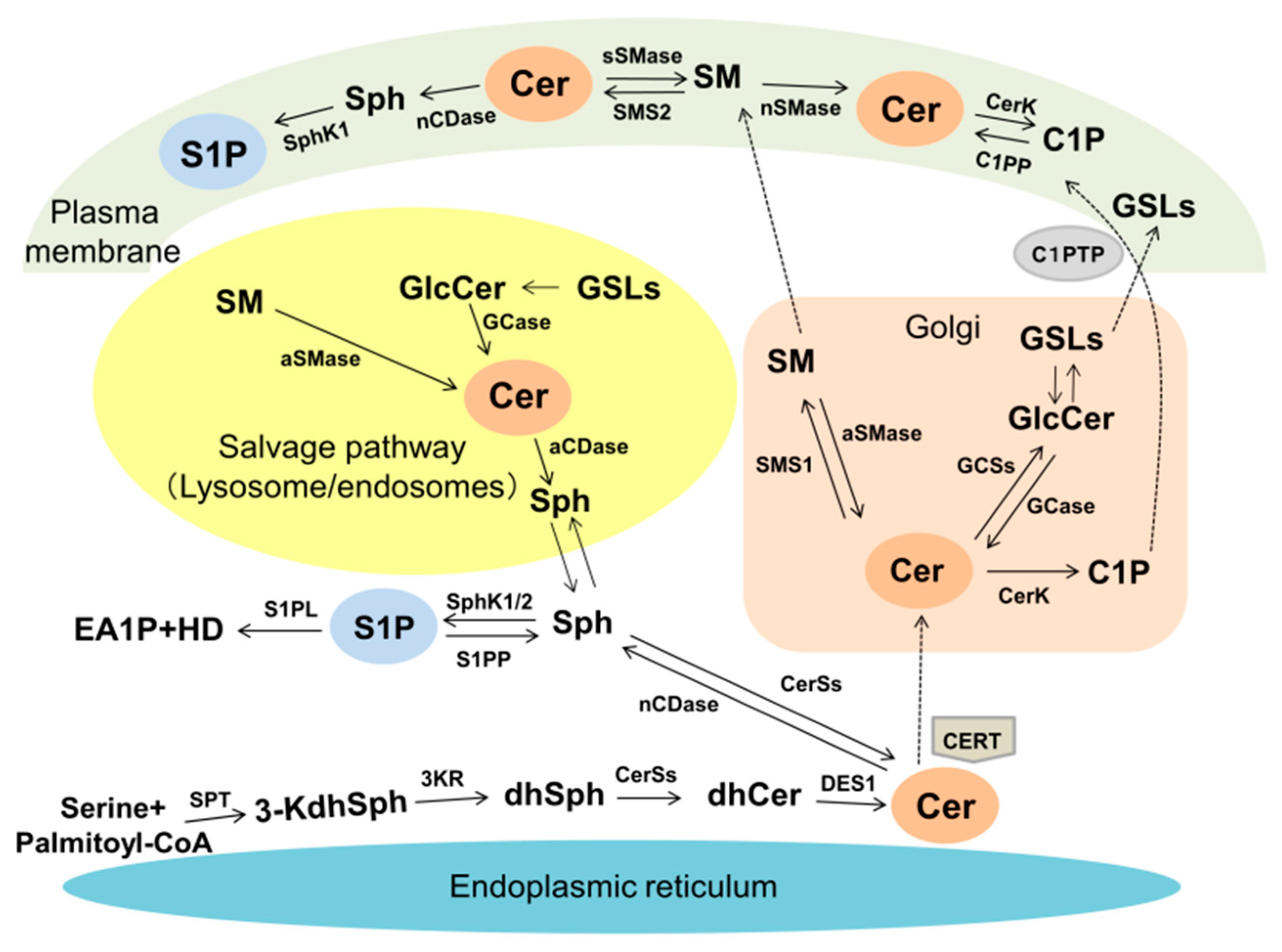IJMS Free Full Text A Rheostat Of Ceramide And Sphingosine 1 IJMS Free Full Text A Rheostat Of Ceramide And Sphingosine 1