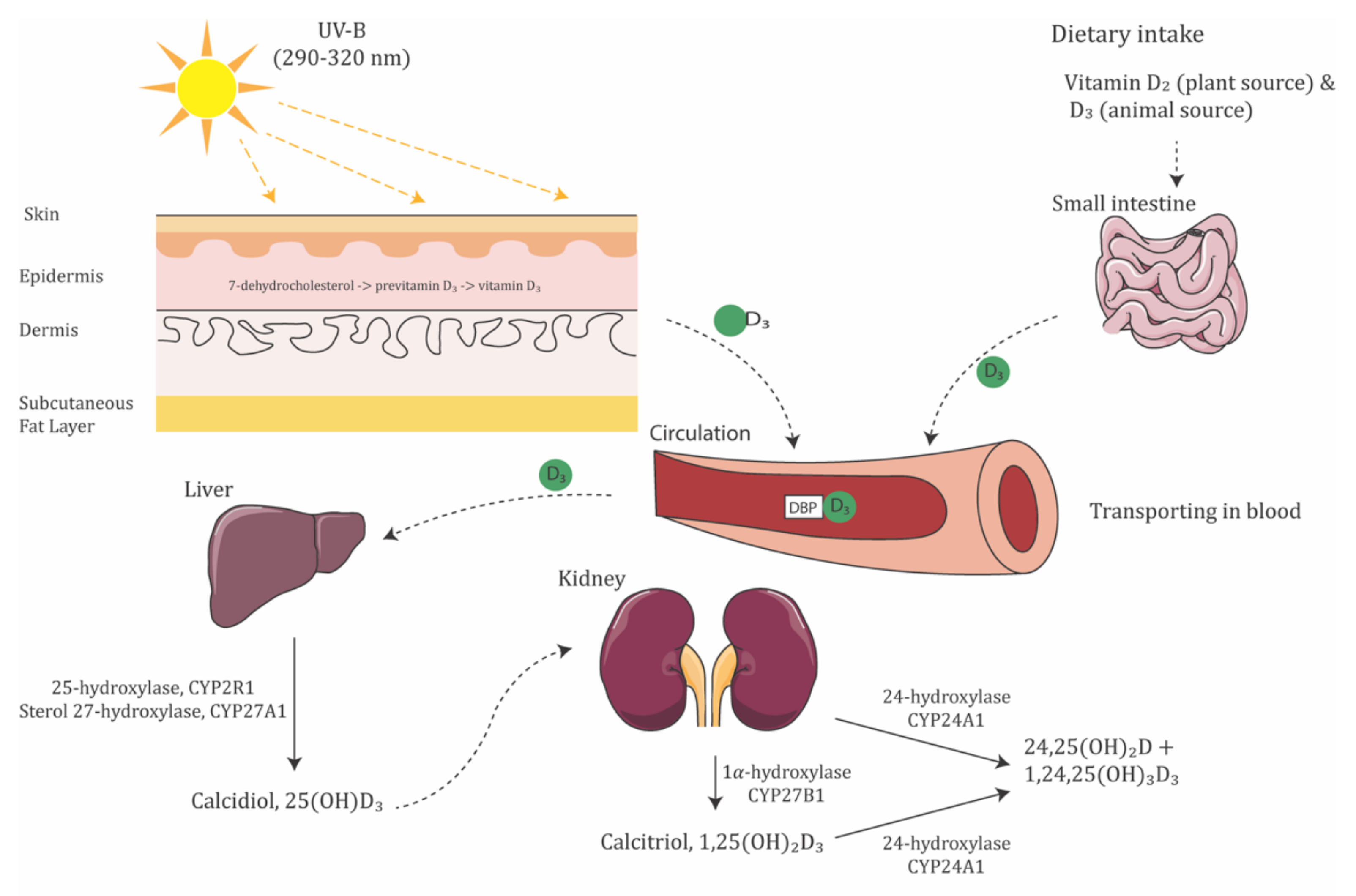 IJMS Free Full Text Vitamin D And Ocular Diseases A Systematic Review IJMS Free Full Text Vitamin D And Ocular Diseases A Systematic Review