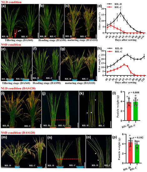 Tiller Angle Control 1 Is Essential for the Dynamic Changes in Plant ...