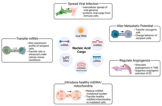 Tunneling Nanotube-Mediated Communication: A Mechanism of Intercellular Nucleic Acid Transfer