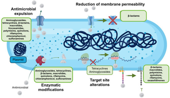Evasion of Antimicrobial Activity in Acinetobacter baumannii by Target ...