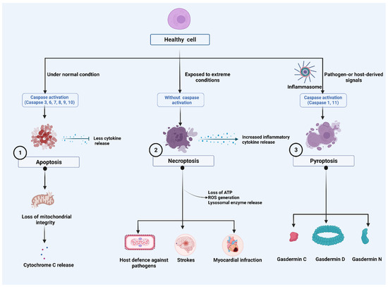 Revisiting Regulated Cell Death Responses in Viral Infections