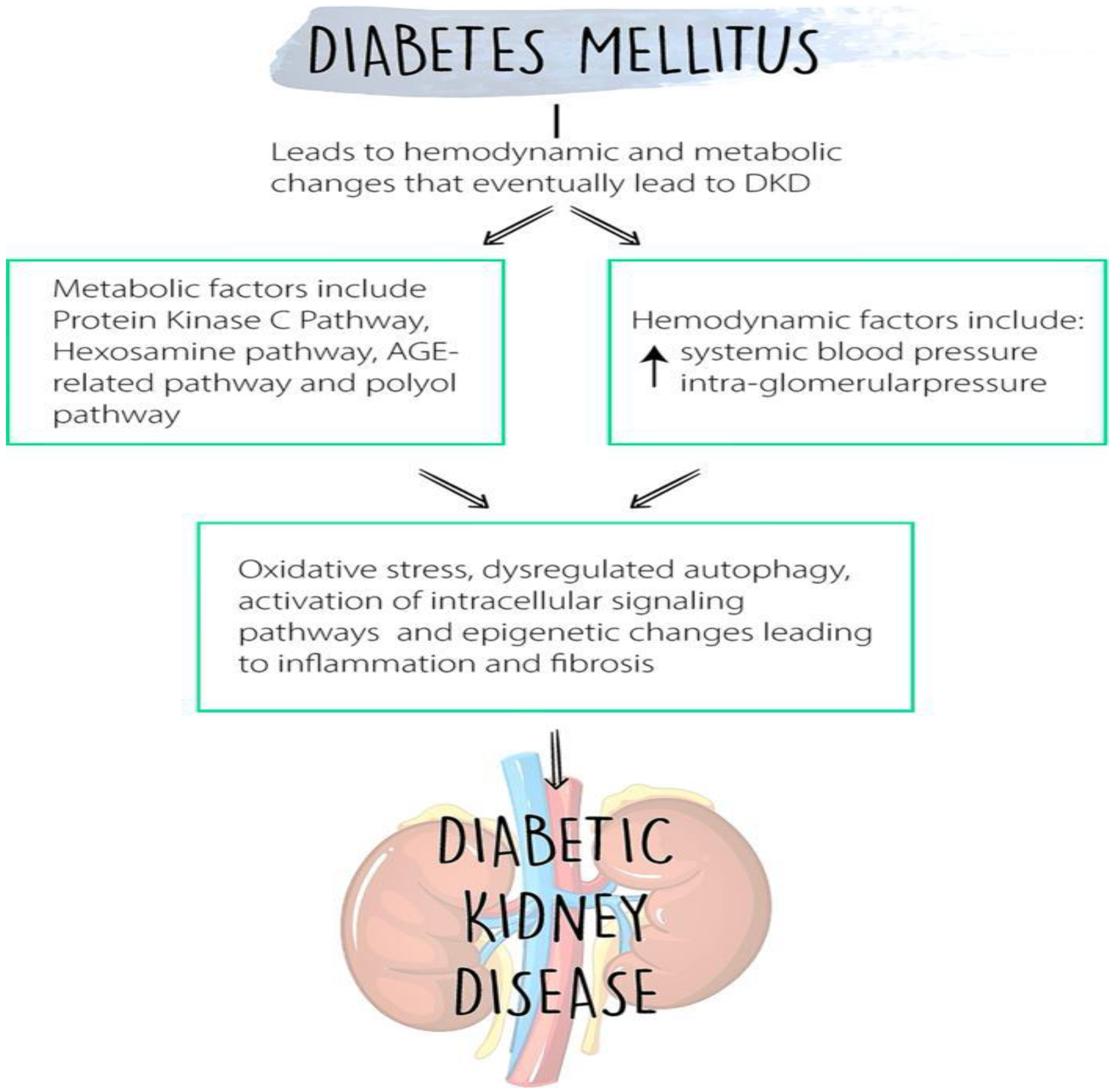 IJMS Free Full Text Molecular Mechanisms Of Diabetic Kidney Disease IJMS Free Full Text Molecular Mechanisms Of Diabetic Kidney Disease