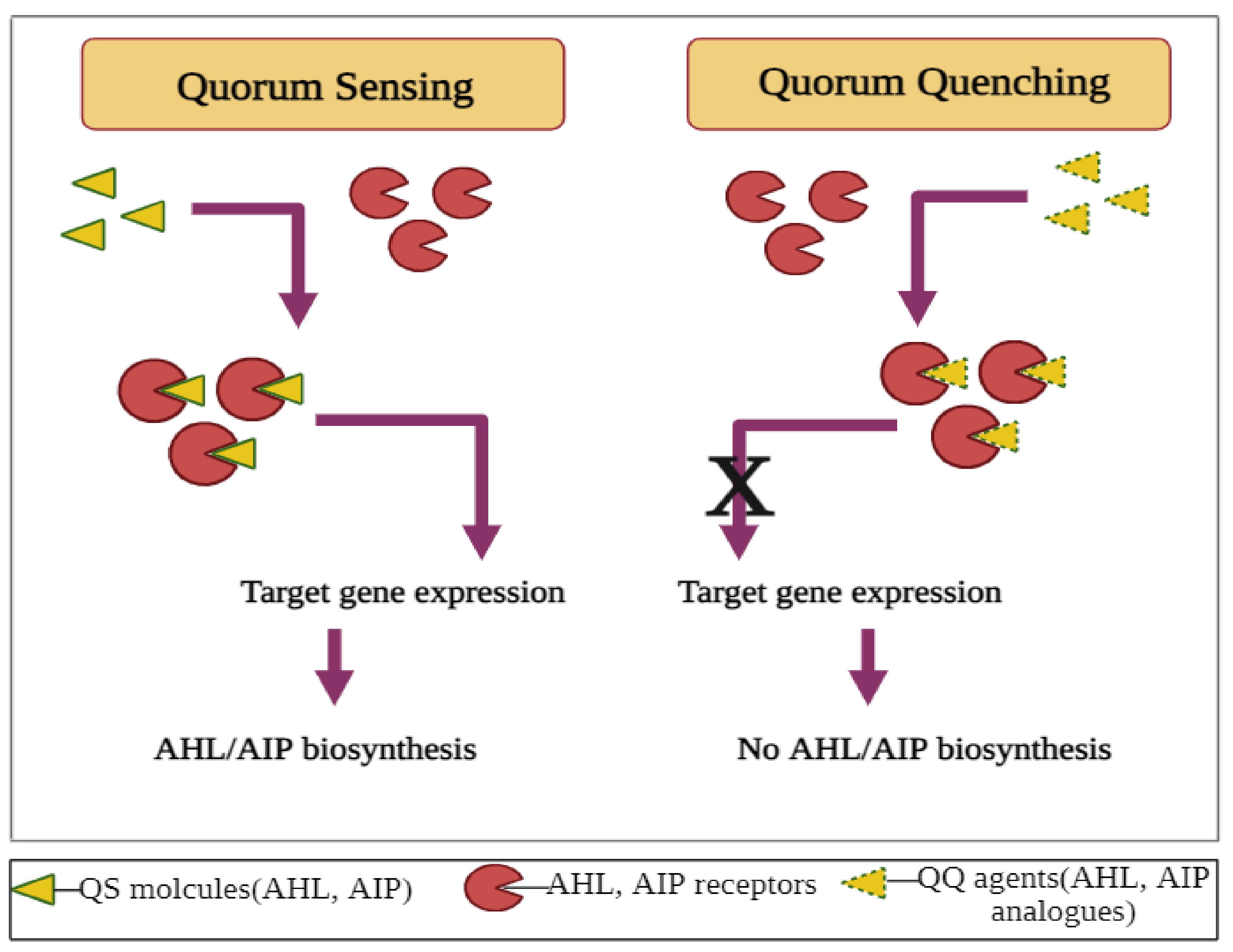 IJMS Free Full Text Exploring The Function Of Quorum Sensing IJMS Free Full Text Exploring The Function Of Quorum Sensing