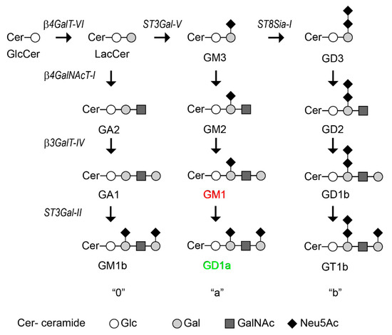IJMS | Free Full-Text | Golgi Phosphoprotein 3 Regulates the Physical ...