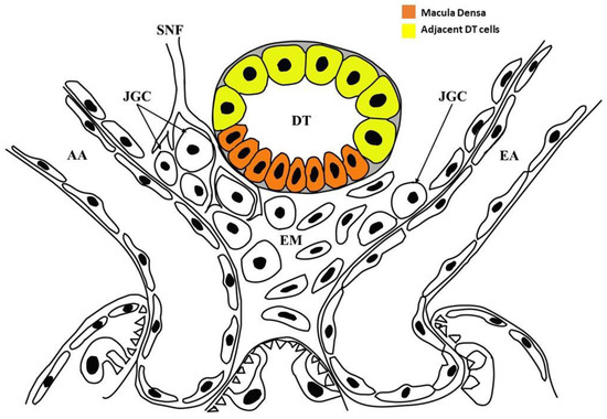 Scattered Tubular Cells Markers in Macula Densa of Normal Human Adult ...