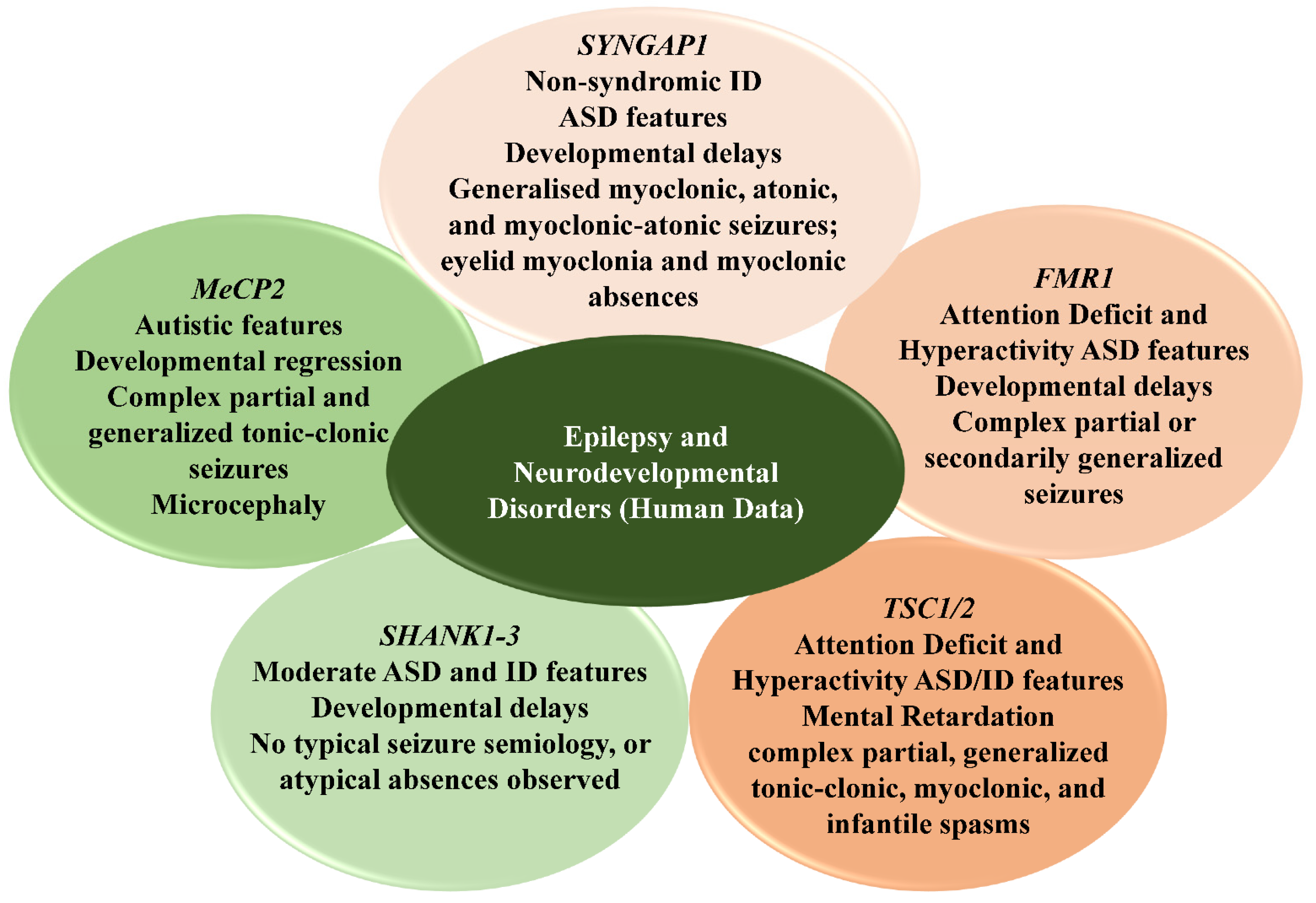 IJMS Free Full Text Epilepsy Characteristics In Neurodevelopmental IJMS Free Full Text Epilepsy Characteristics In Neurodevelopmental