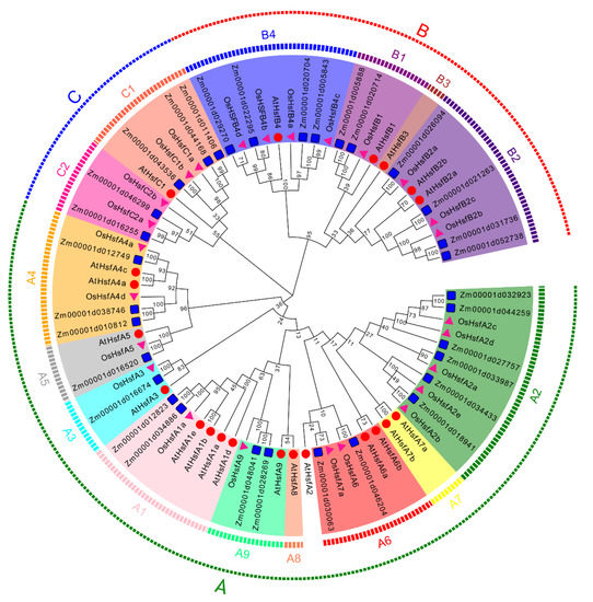 OsHsfB4b Confers Enhanced Drought Tolerance in Transgenic Arabidopsis ...