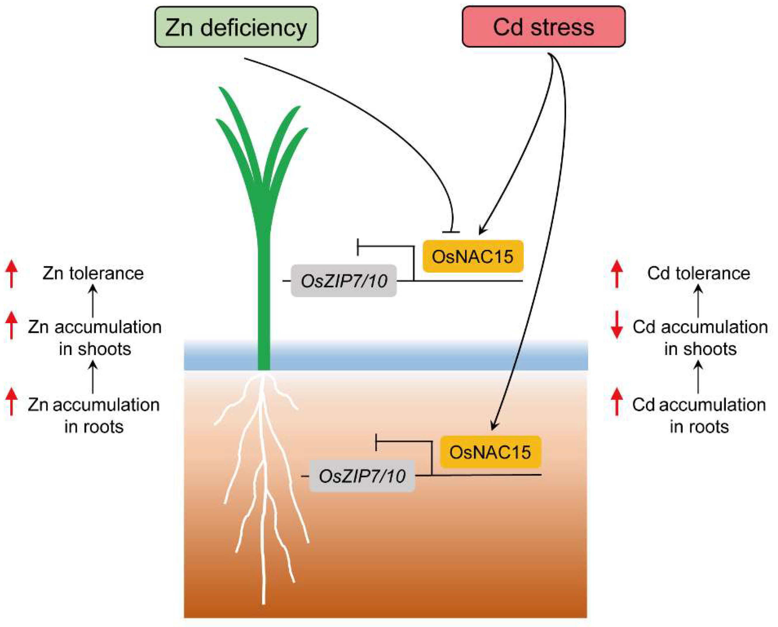 IJMS Free Full Text OsNAC15 Regulates Tolerance To Zinc Deficiency IJMS Free Full Text OsNAC15 Regulates Tolerance To Zinc Deficiency