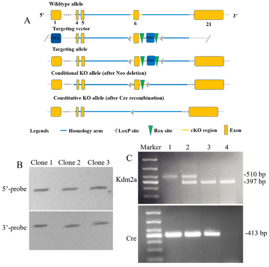 Oocyte-Specific Knockout of Histone Lysine Demethylase KDM2a ...