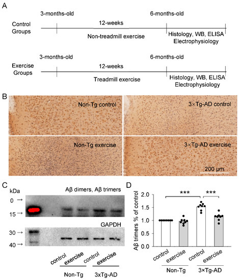 Treadmill Exercise Reduces Neuroinflammation, Glial Cell Activation and ...